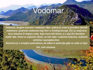 Zivotinjski svijet uz obalu tekućice.pptx