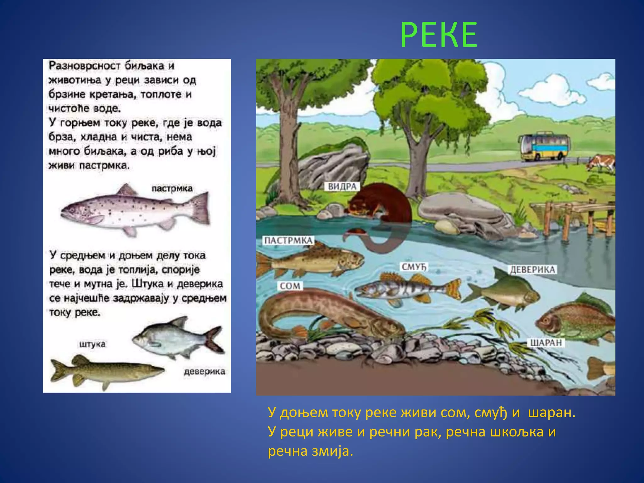 Zivotne zajednice ppt za blog | PPTX