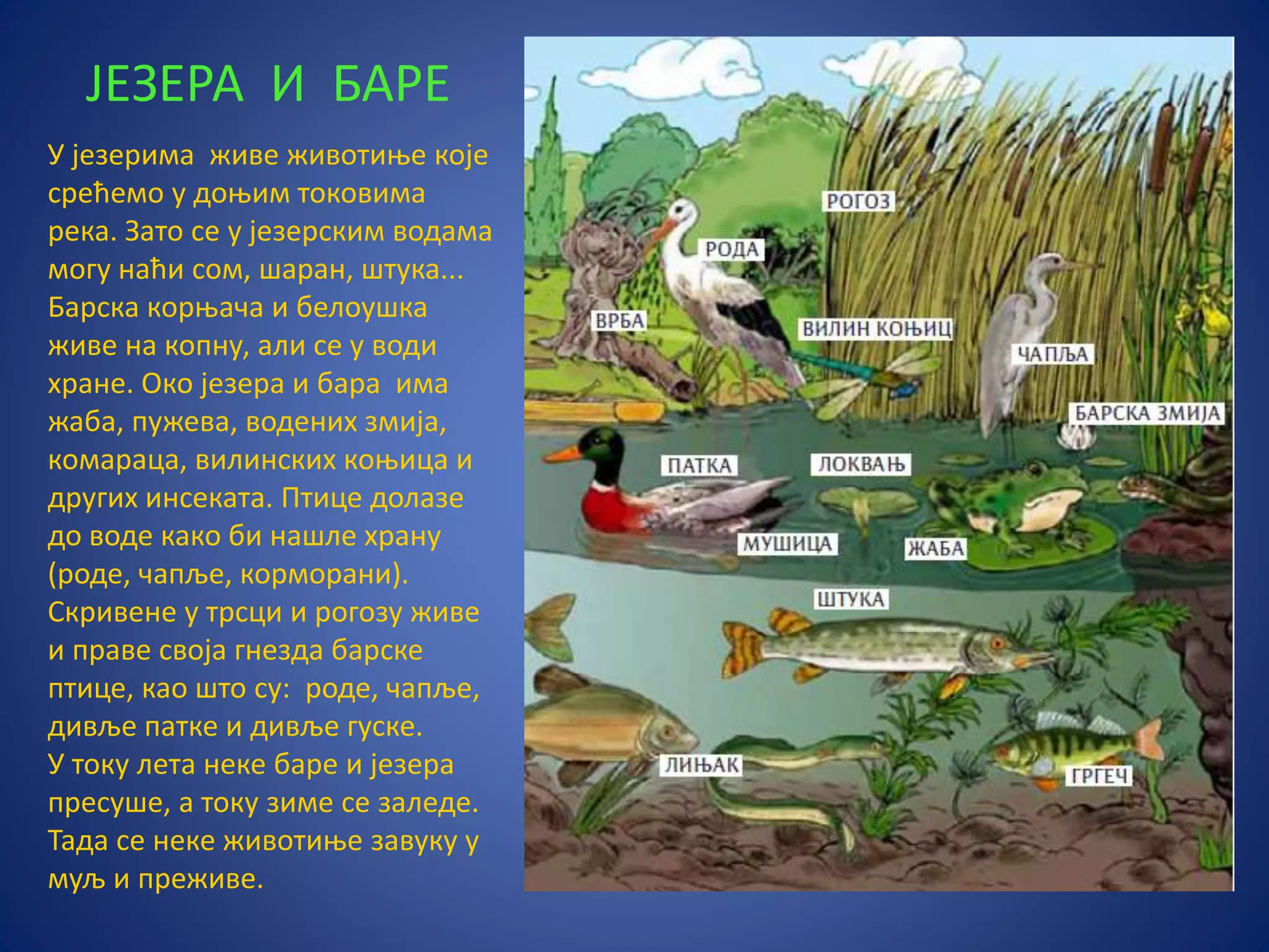 Zivotne zajednice ppt za blog | PPTX