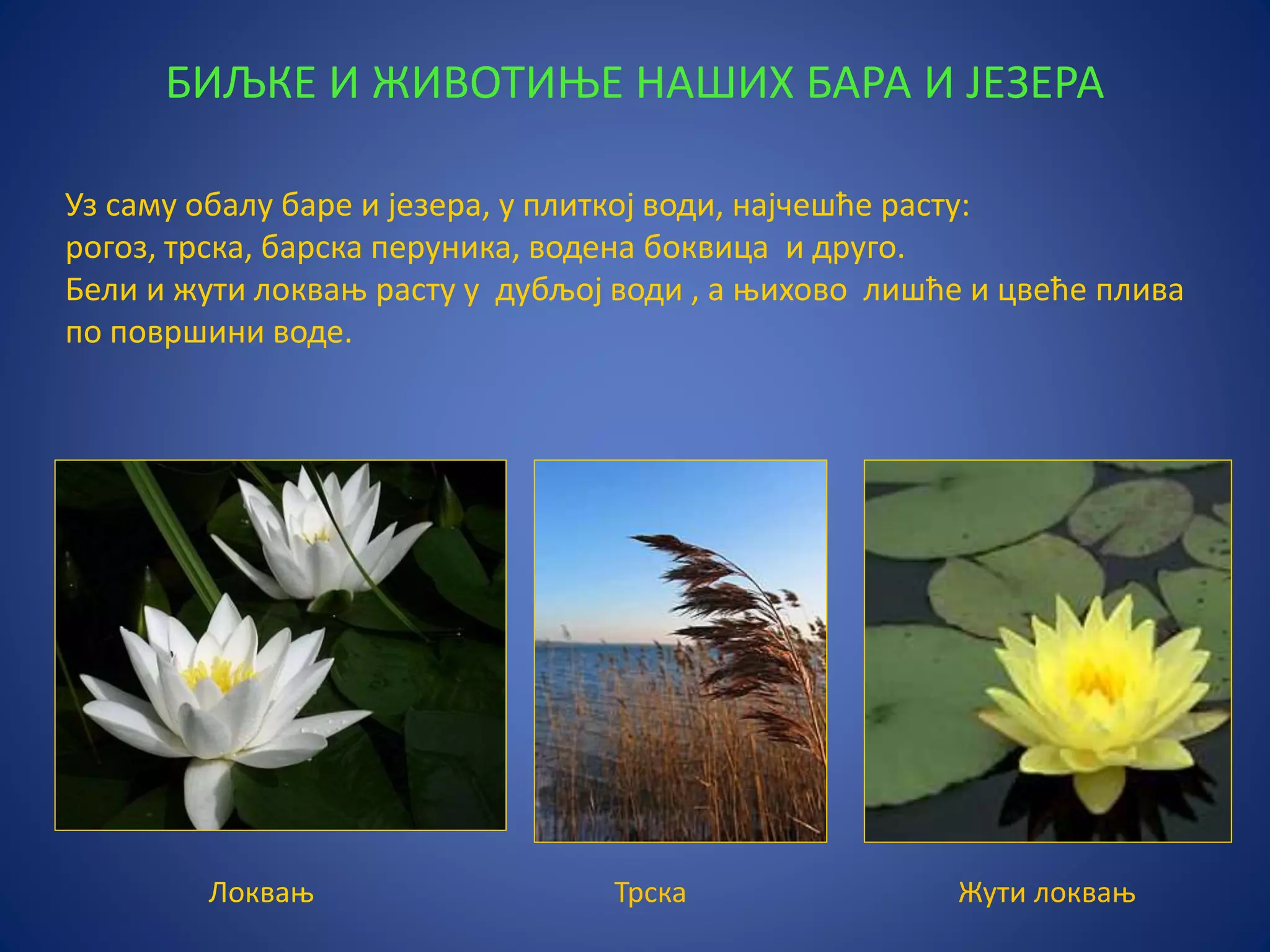 Zivotne zajednice ppt za blog | PPTX