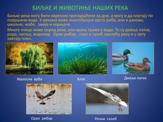 Zivotne zajednice ppt za blog | PPTX