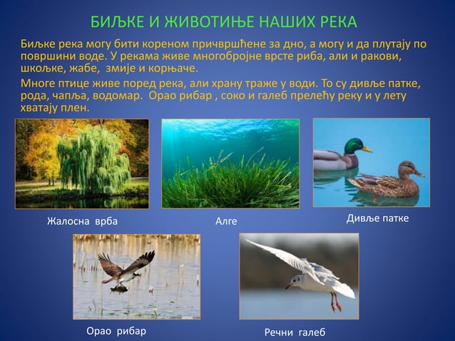 Zivotne zajednice ppt za blog | PPT