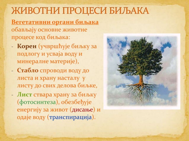 Zivotni procesi, 5. razred | PPTX