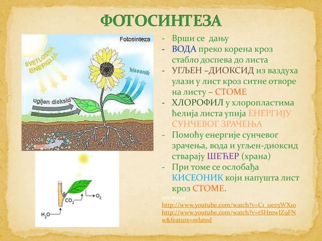 Zivotni procesi, 5. razred | PPTX