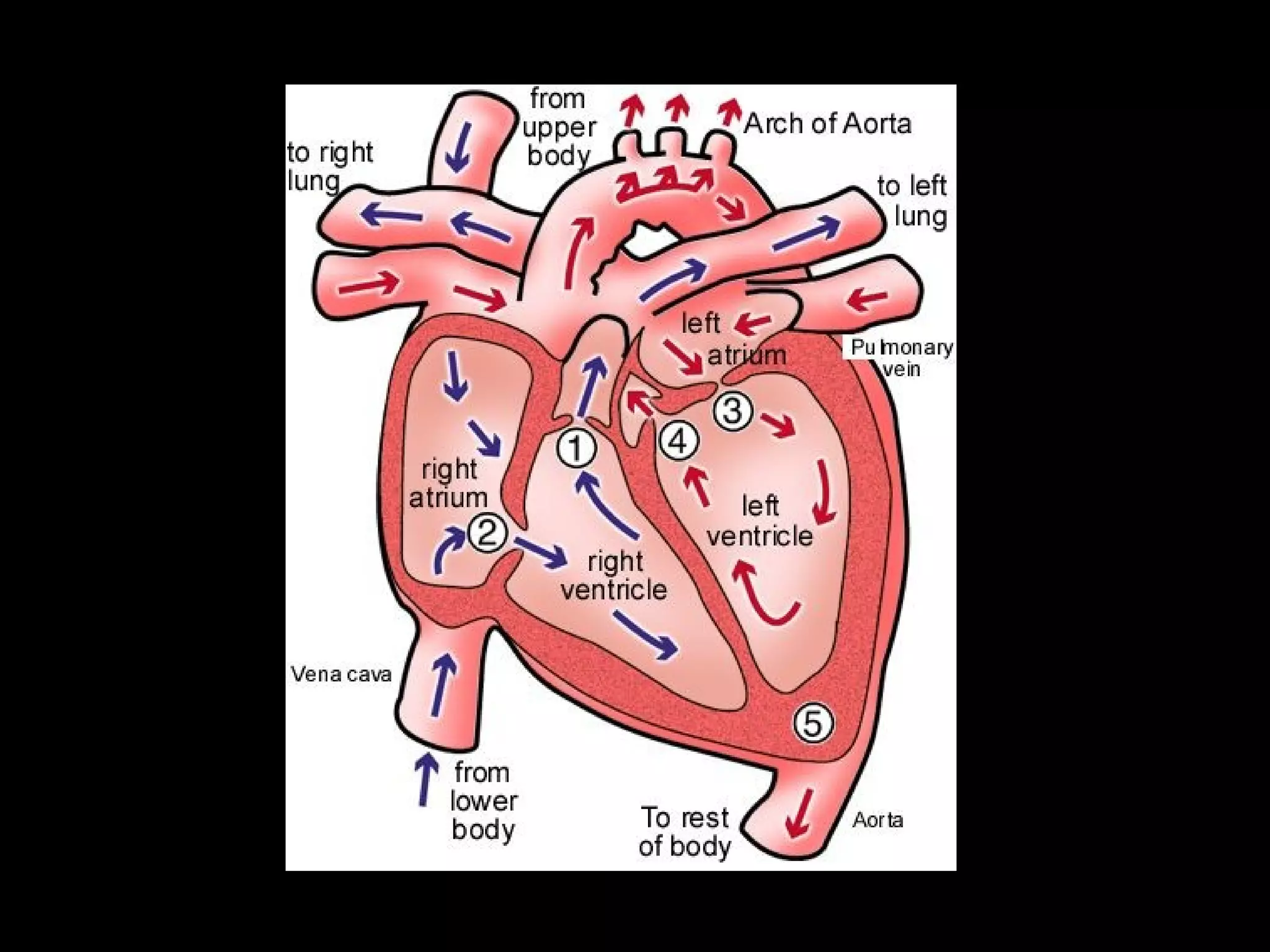 Cardiovascular system notes | PPT