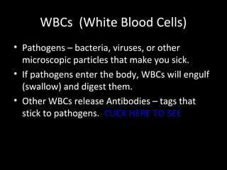 Cardiovascular system notes | PPT