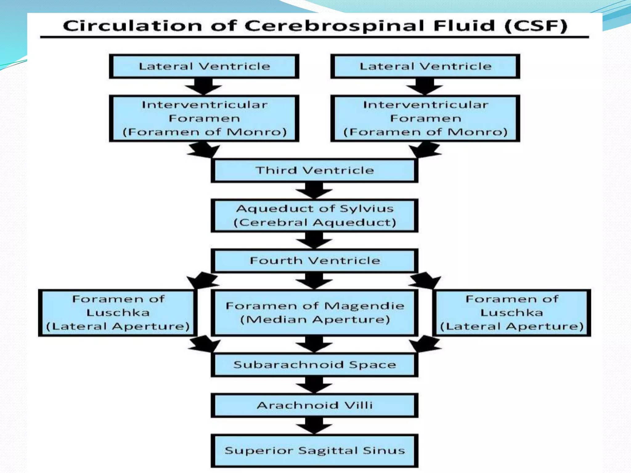 THE CIRCULATION OF THE CEREBRO SPINAL FLUID | PPTX | Brain and Nervous ...