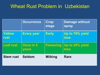 Impacts of Wheat Stripe Rust in Uzbekistan: Breeding and Control ...