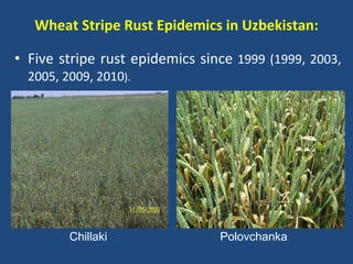 Impacts of Wheat Stripe Rust in Uzbekistan: Breeding and Control ...