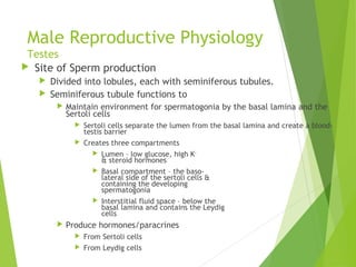 Physiology Of Sexual Differentia | PPT
