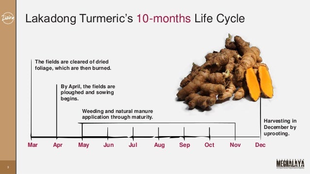 Lakadong Turmeric: Discovering Meghalaya