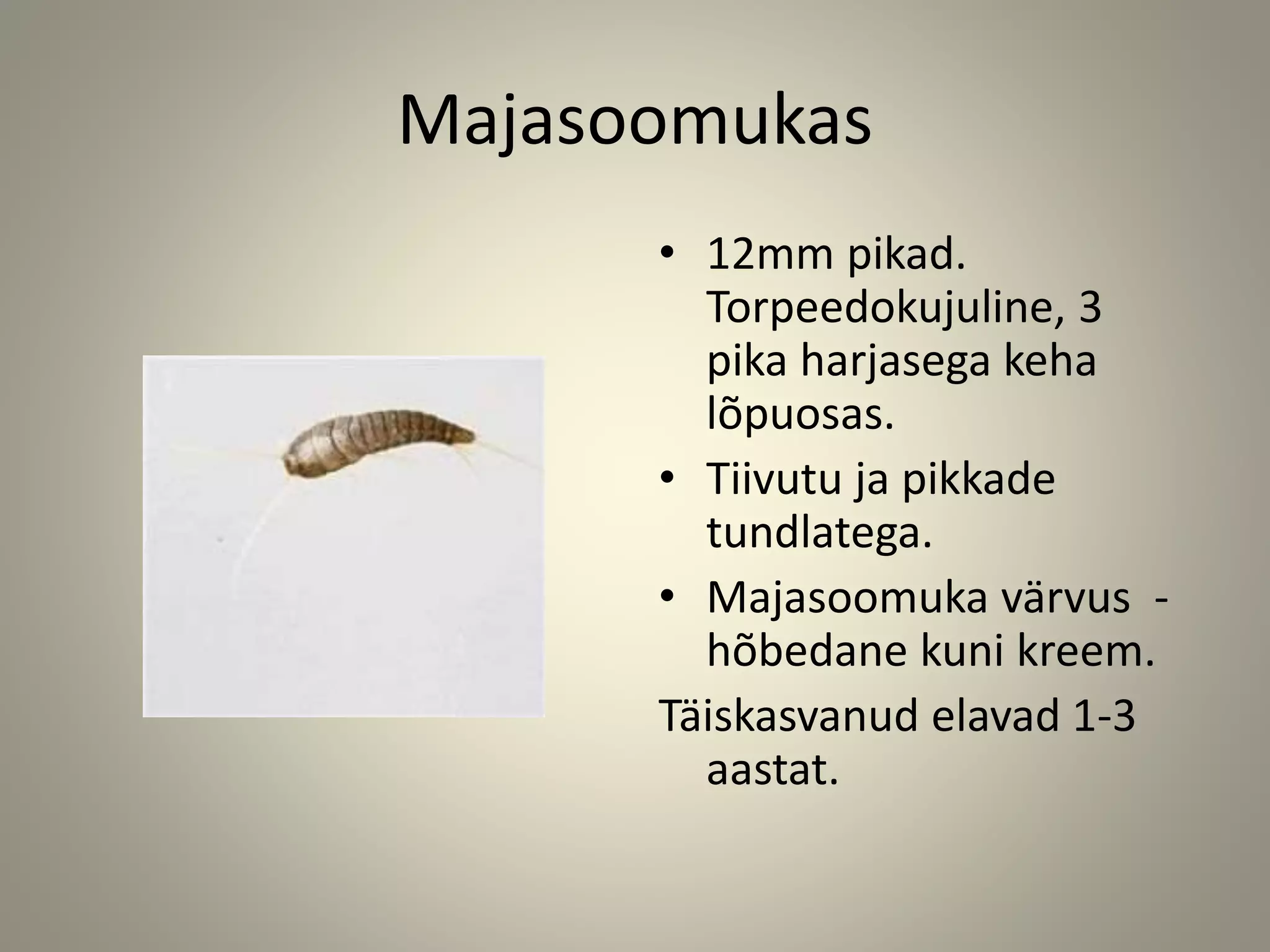 Inimkaaslejad putukad | PPTX