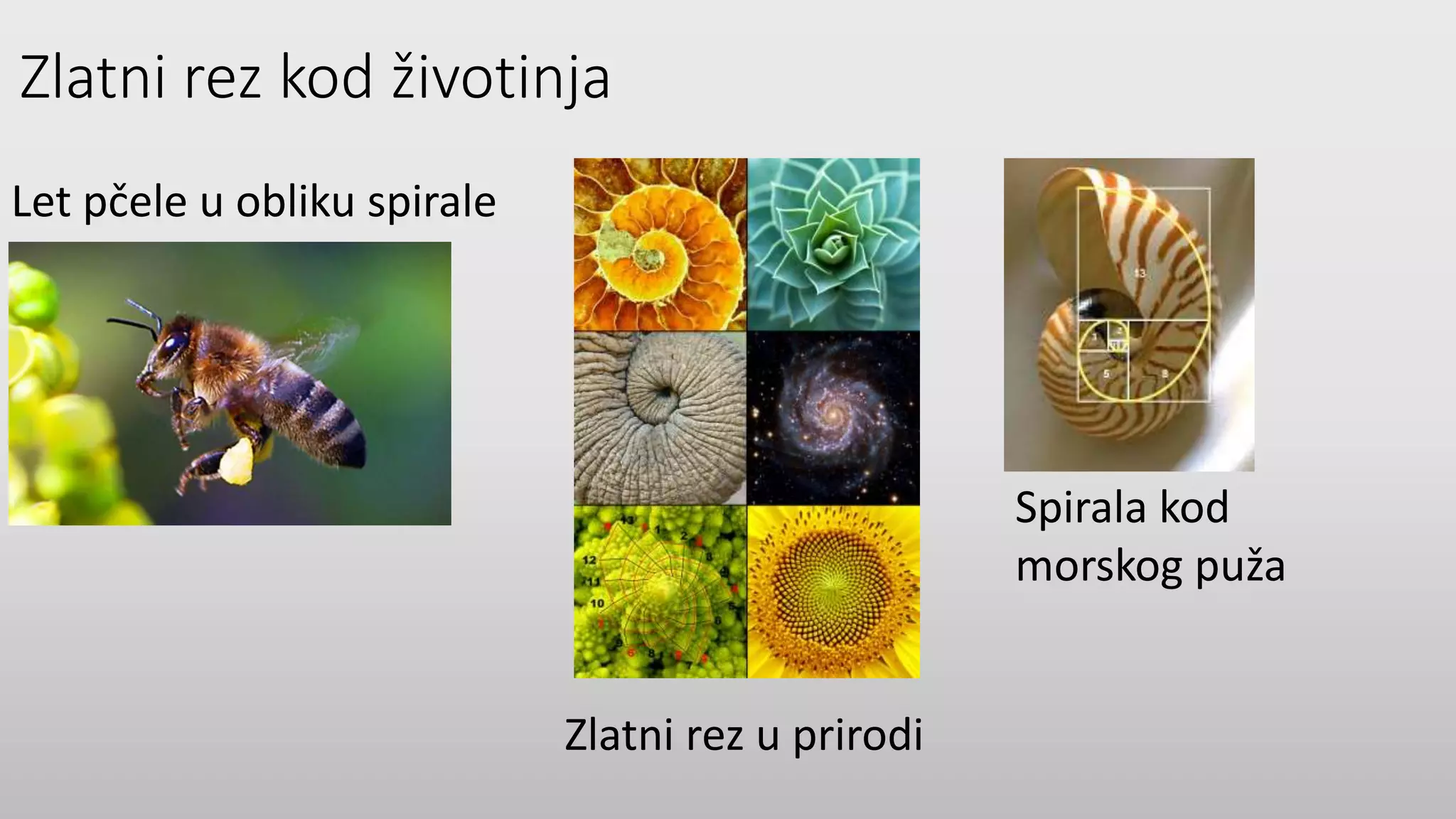 Zlatni rez lukas | PPT