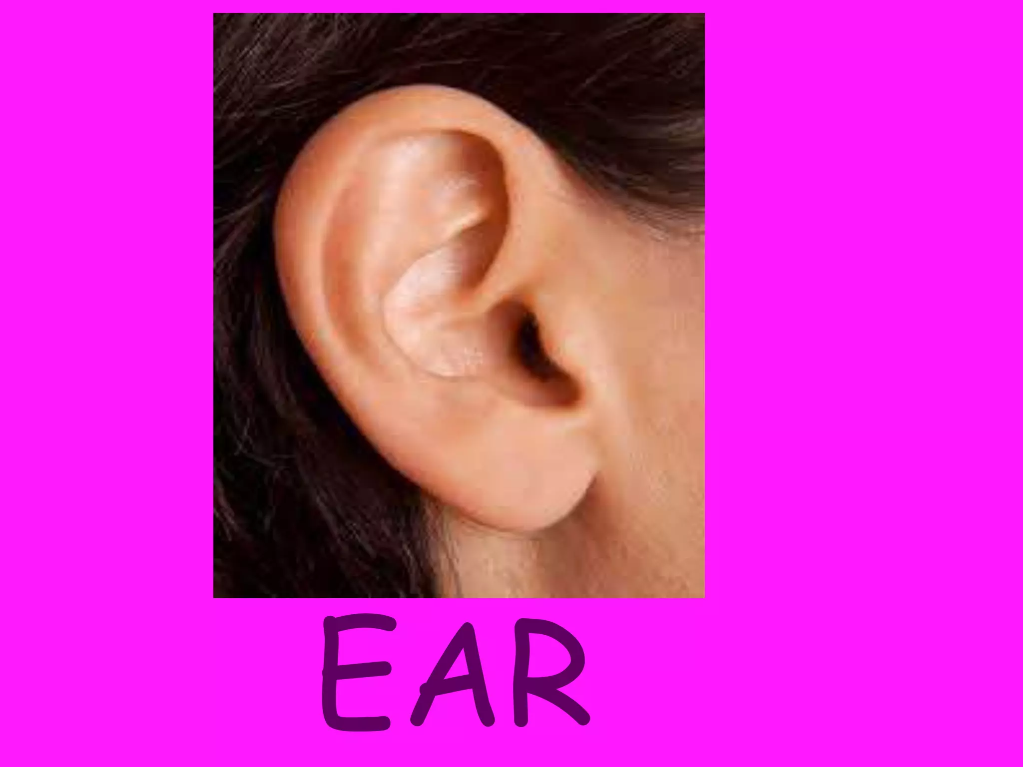 THE BODY PARTS PPT | PPTX