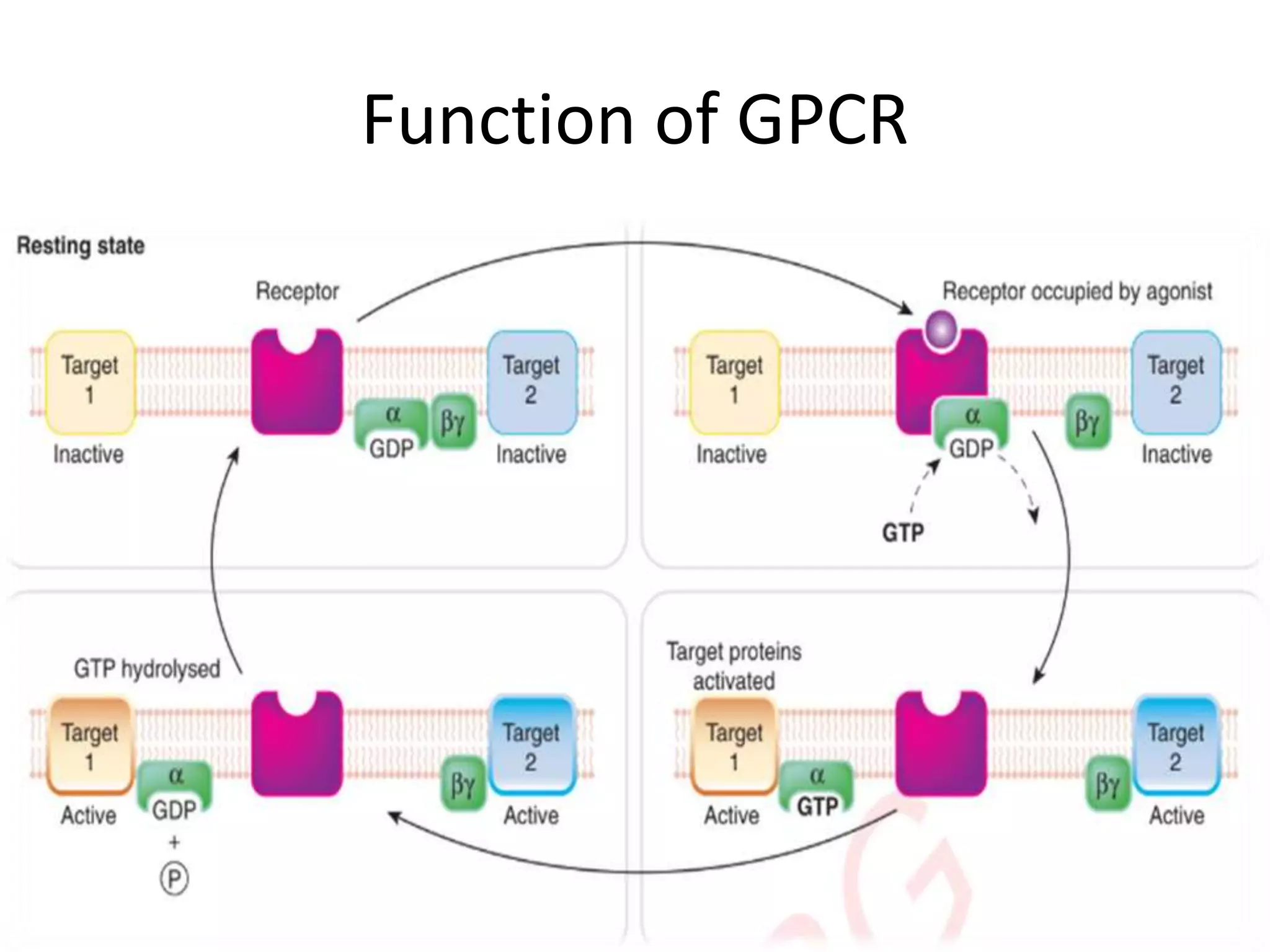 G protein coupled receptors | PPTX