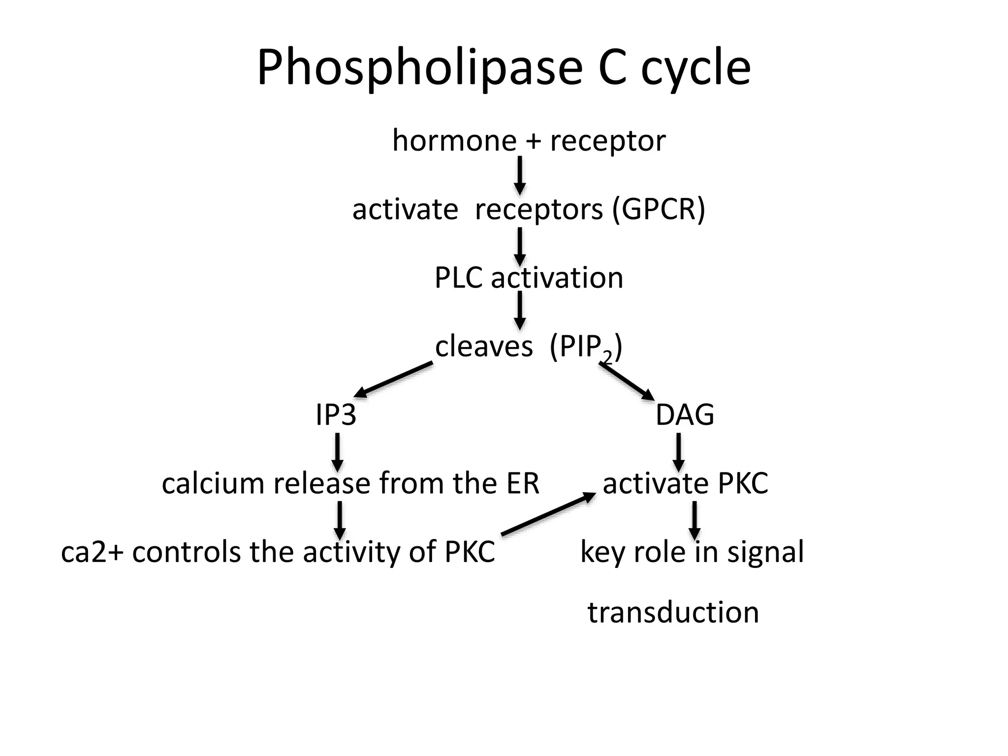 G protein coupled receptors | PPTX