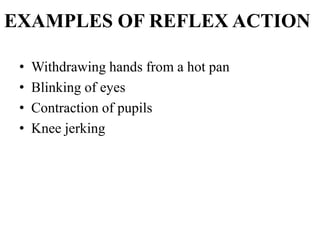 ZLY106ONNERVOUSSYSTEM1.ppt