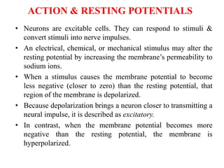 ZLY106ONNERVOUSSYSTEM1.ppt
