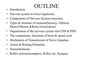 ZLY106ONNERVOUSSYSTEM1.ppt