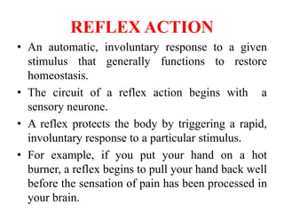 ZLY106ONNERVOUSSYSTEM1.ppt