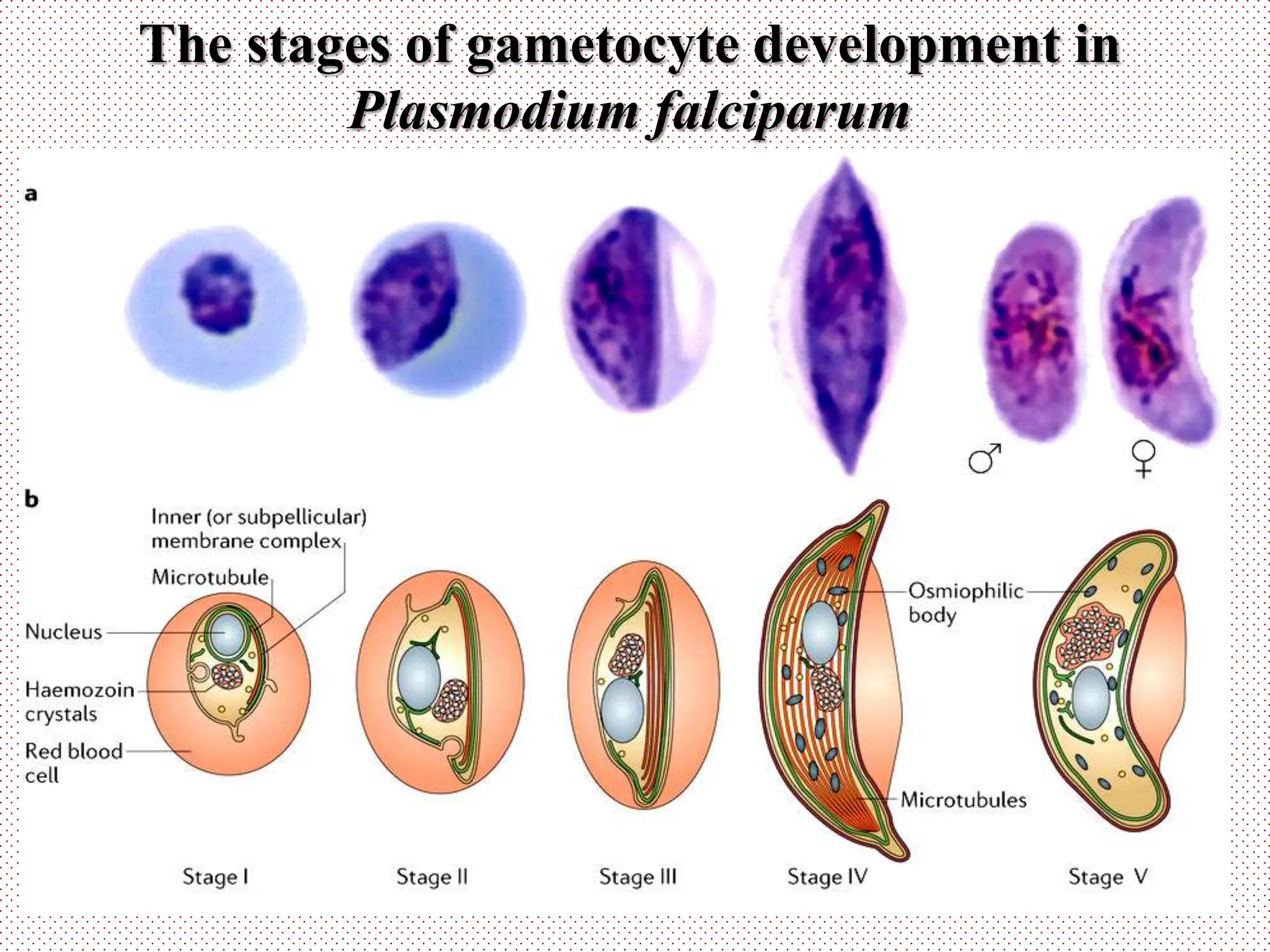 zly201-notebiology-of-plasmodium-parasites.ppt