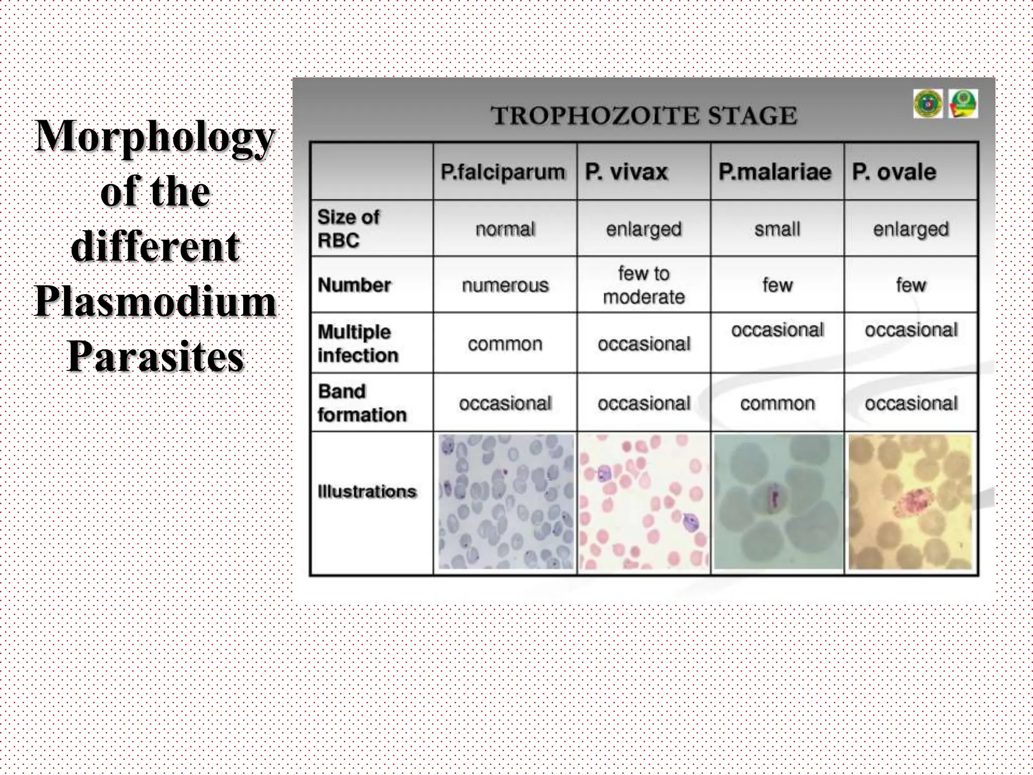 zly201-notebiology-of-plasmodium-parasites.ppt