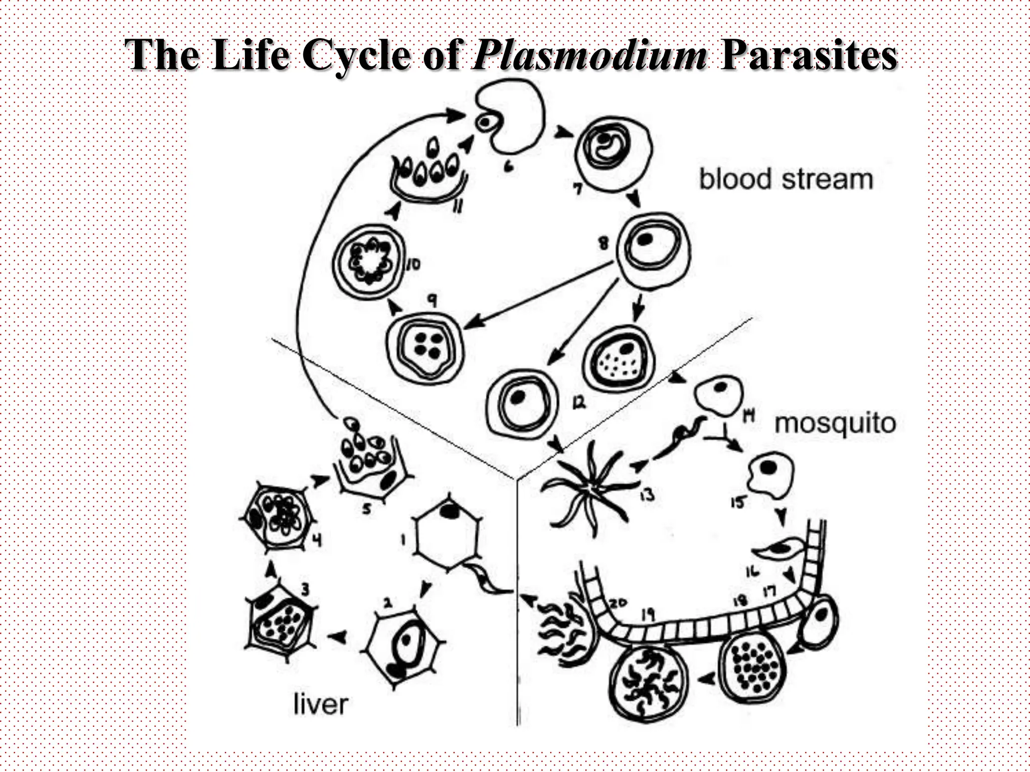 zly201-notebiology-of-plasmodium-parasites.ppt