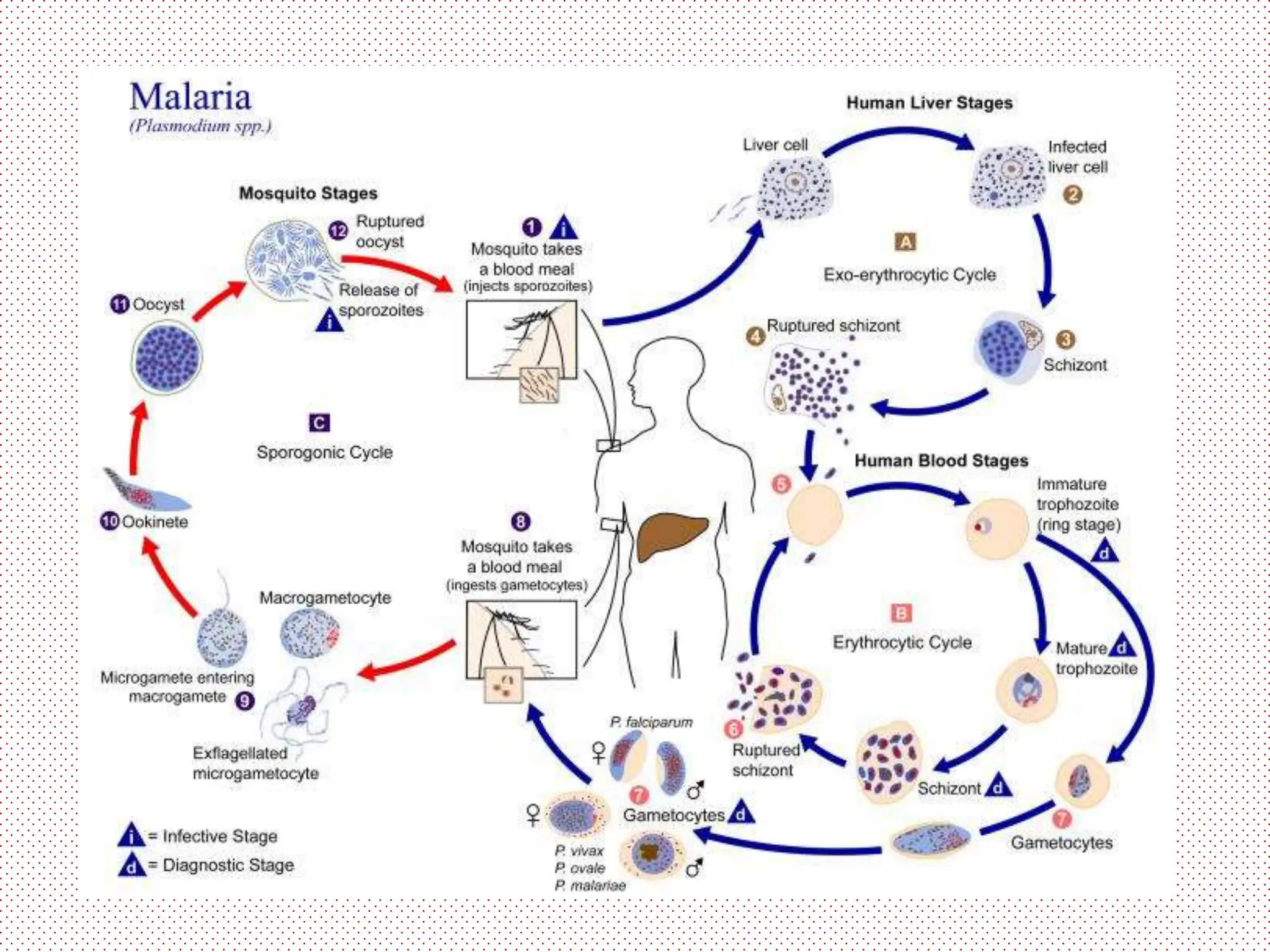 zly201-notebiology-of-plasmodium-parasites.ppt