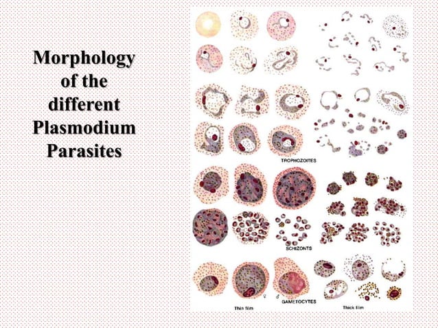 zly201-notebiology-of-plasmodium-parasites.ppt