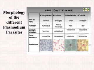 zly201-notebiology-of-plasmodium-parasites.ppt