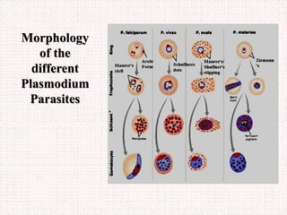 zly201-notebiology-of-plasmodium-parasites.ppt