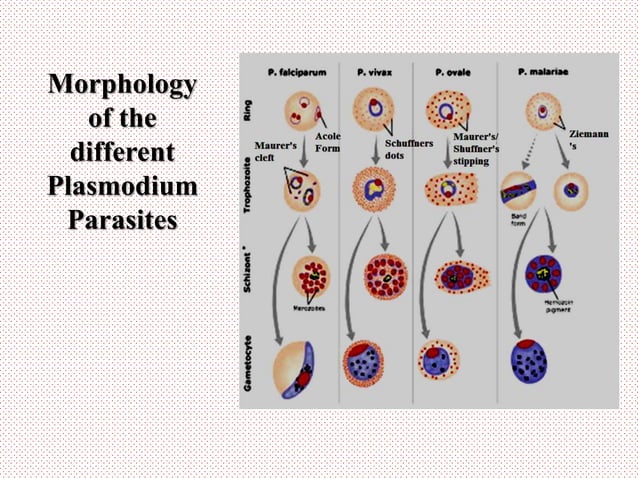 zly201-notebiology-of-plasmodium-parasites.ppt