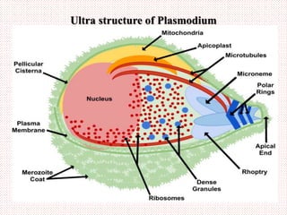 zly201-notebiology-of-plasmodium-parasites.ppt
