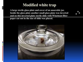 4068 isolation, identification and characterization of entomopathogenic ...