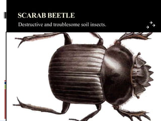 4068 isolation, identification and characterization of entomopathogenic | PPTX