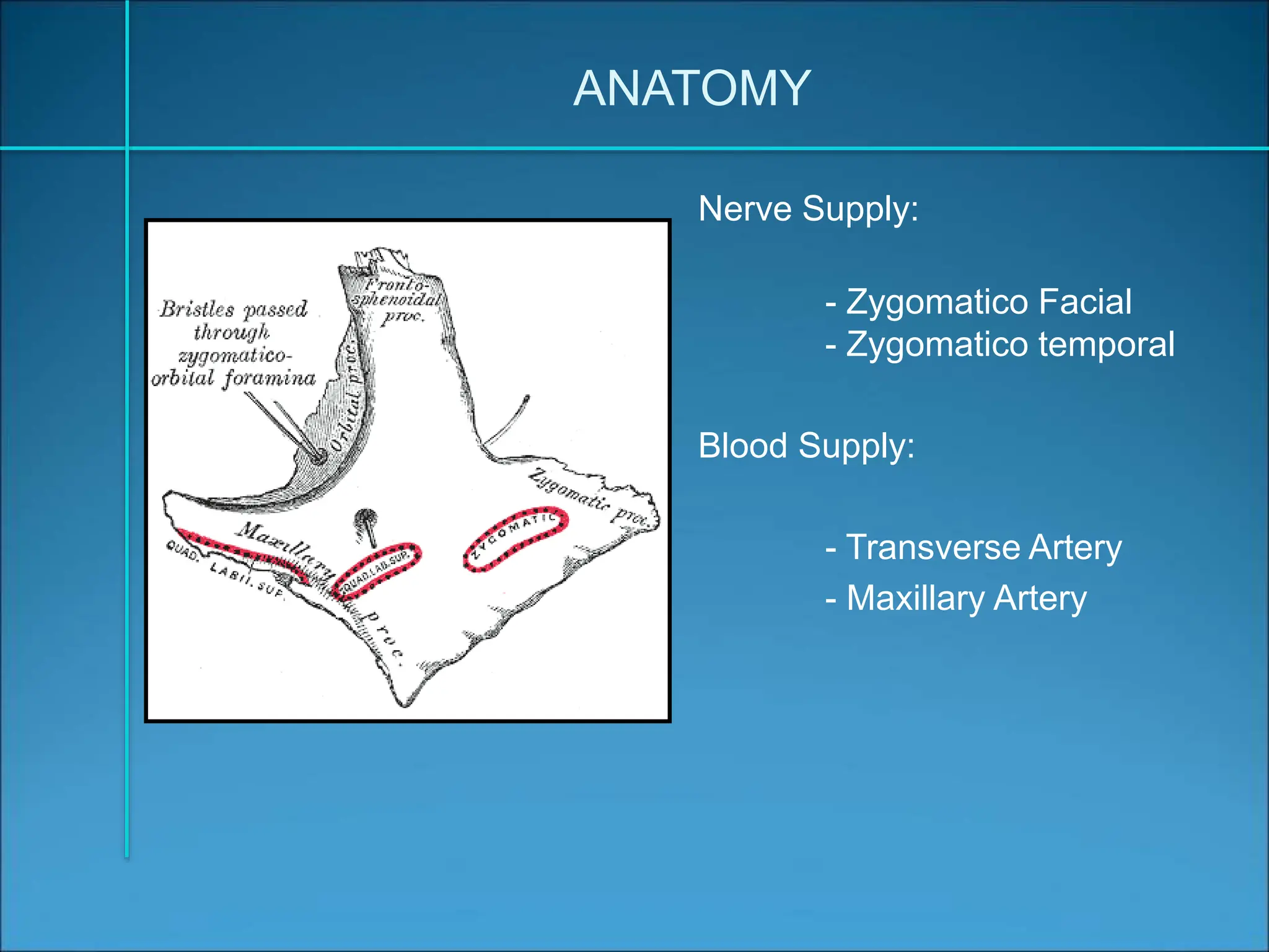 ZMC Fractures - Copy.ppt zygomatico maxillary fracture | PPT
