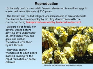 Dick Sternberg Zebra Mussel Presentation | PPT
