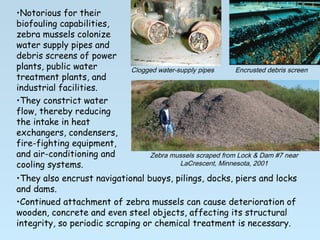 Dick Sternberg Zebra Mussel Presentation | PPT