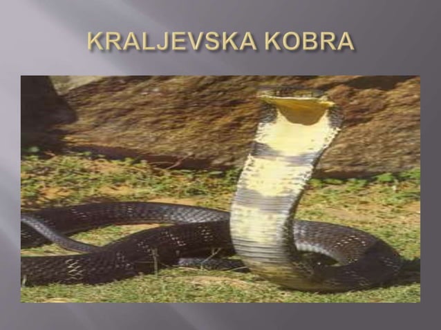 Zmije | PPT | Free Download