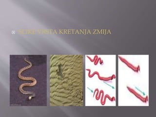 Zmije | PPTX