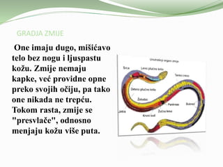 Zmije | PPTX