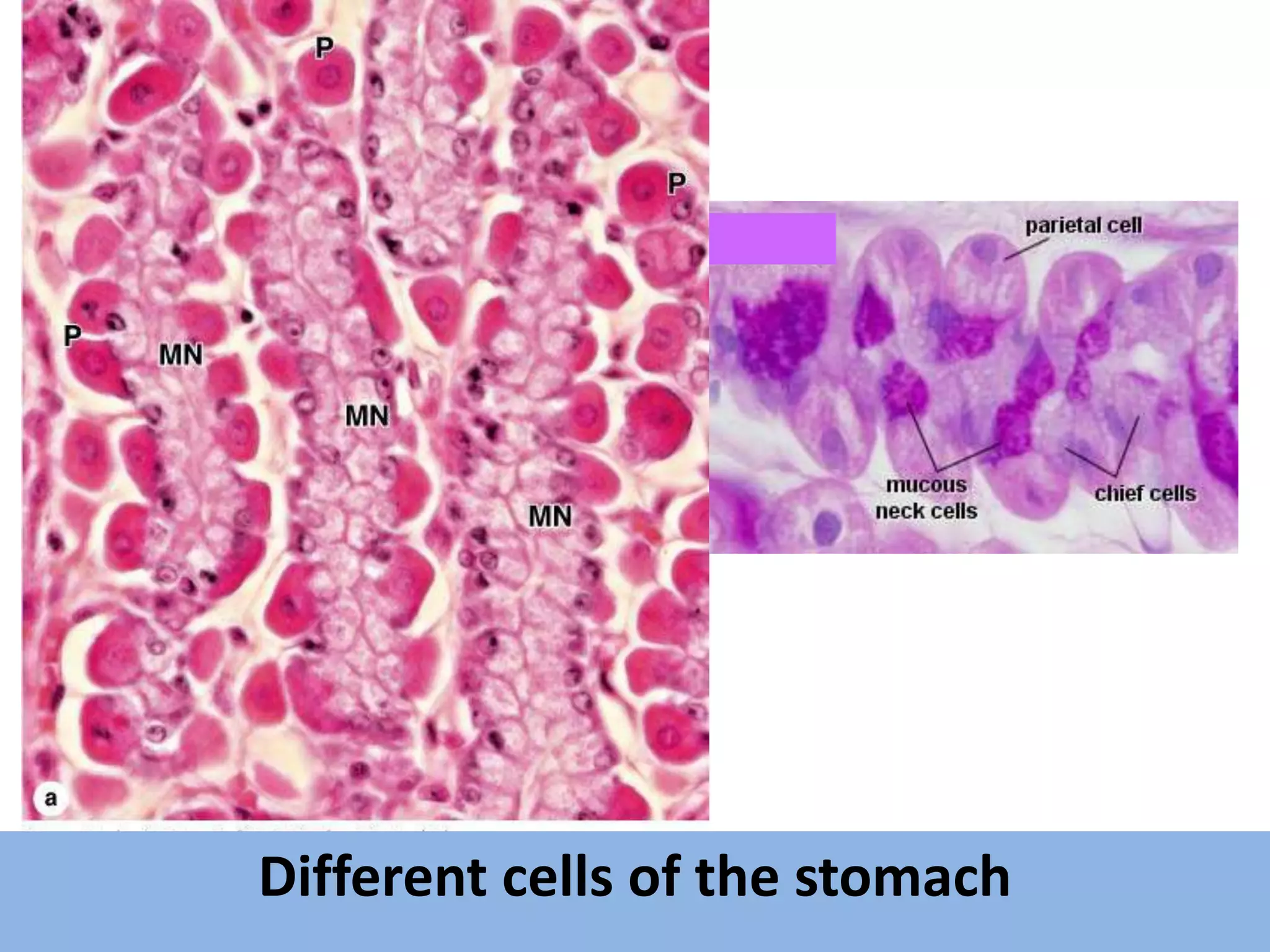 Histological features of gastrointestinal tract with clinical ...