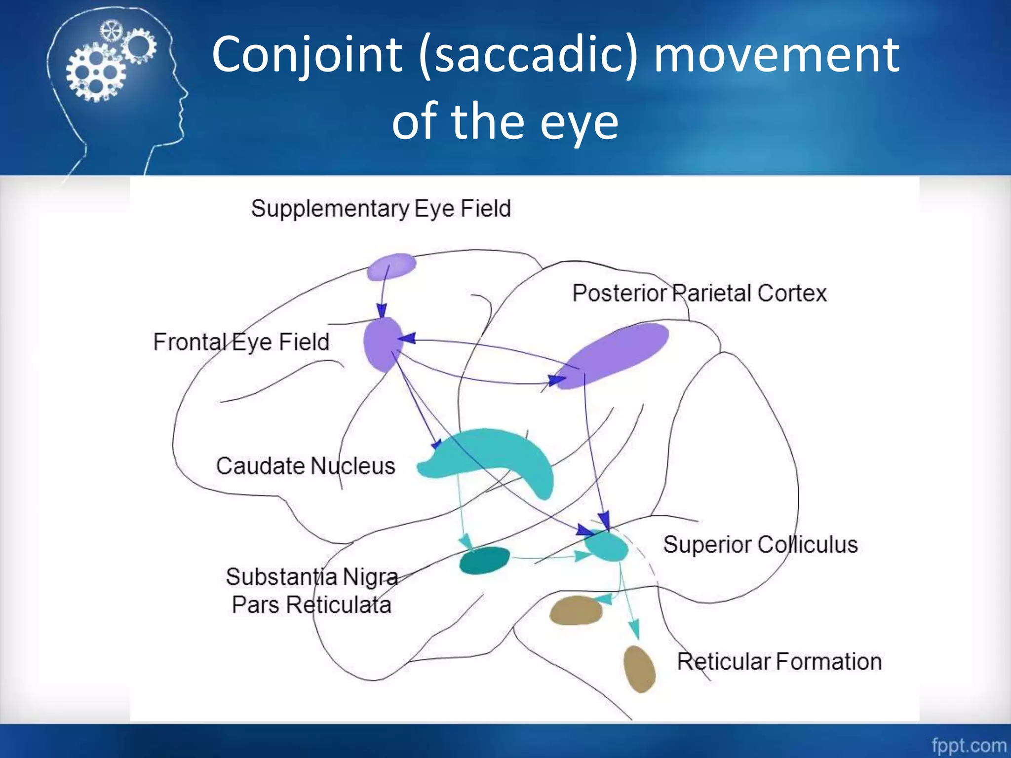 Functional Neuroanatomy of the Motor System from Planning to Execution ...