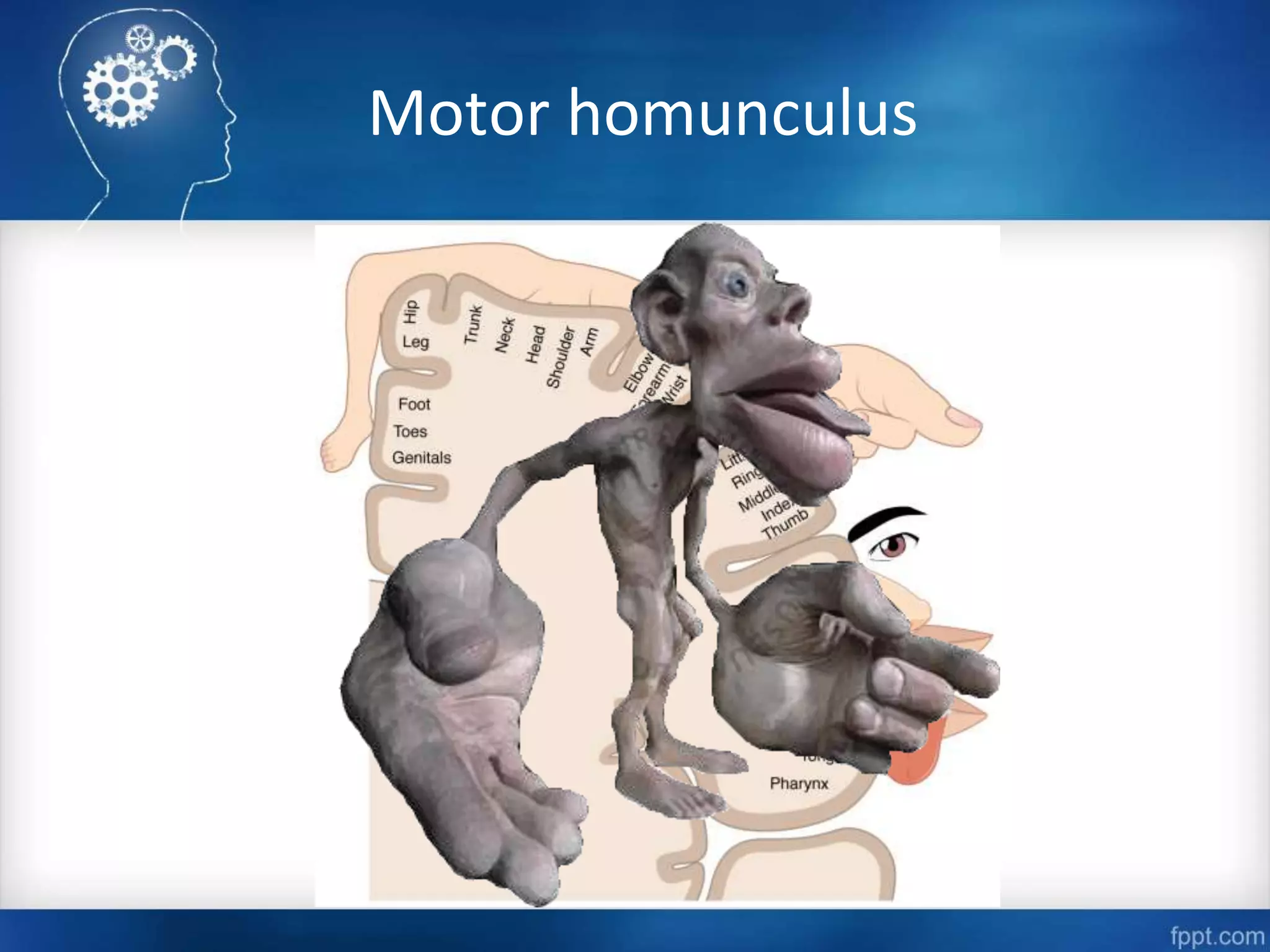 Functional Neuroanatomy of the Motor System from Planning to Execution ...