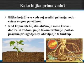 Značaj vode za život biljaka | PPT
