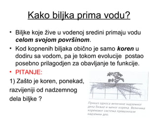 Značaj vode za život biljaka,transpiracija i fotosinteza | PPT