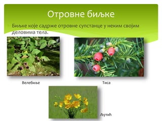 Znacaj biljaka za coveka | PPTX