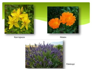 Znacaj biljaka za coveka | PPTX