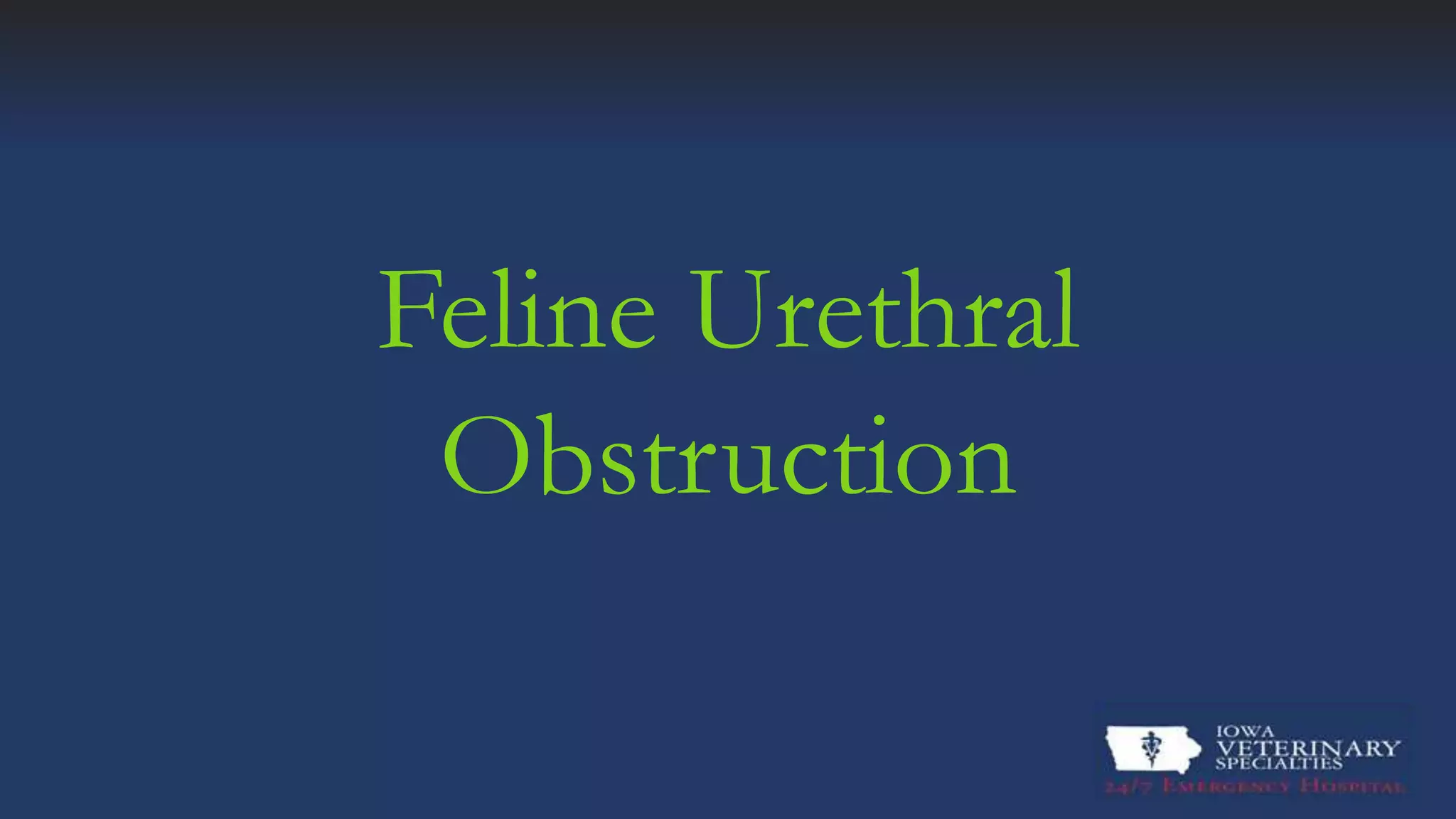 Feline Urethral Obstruction | PPTX