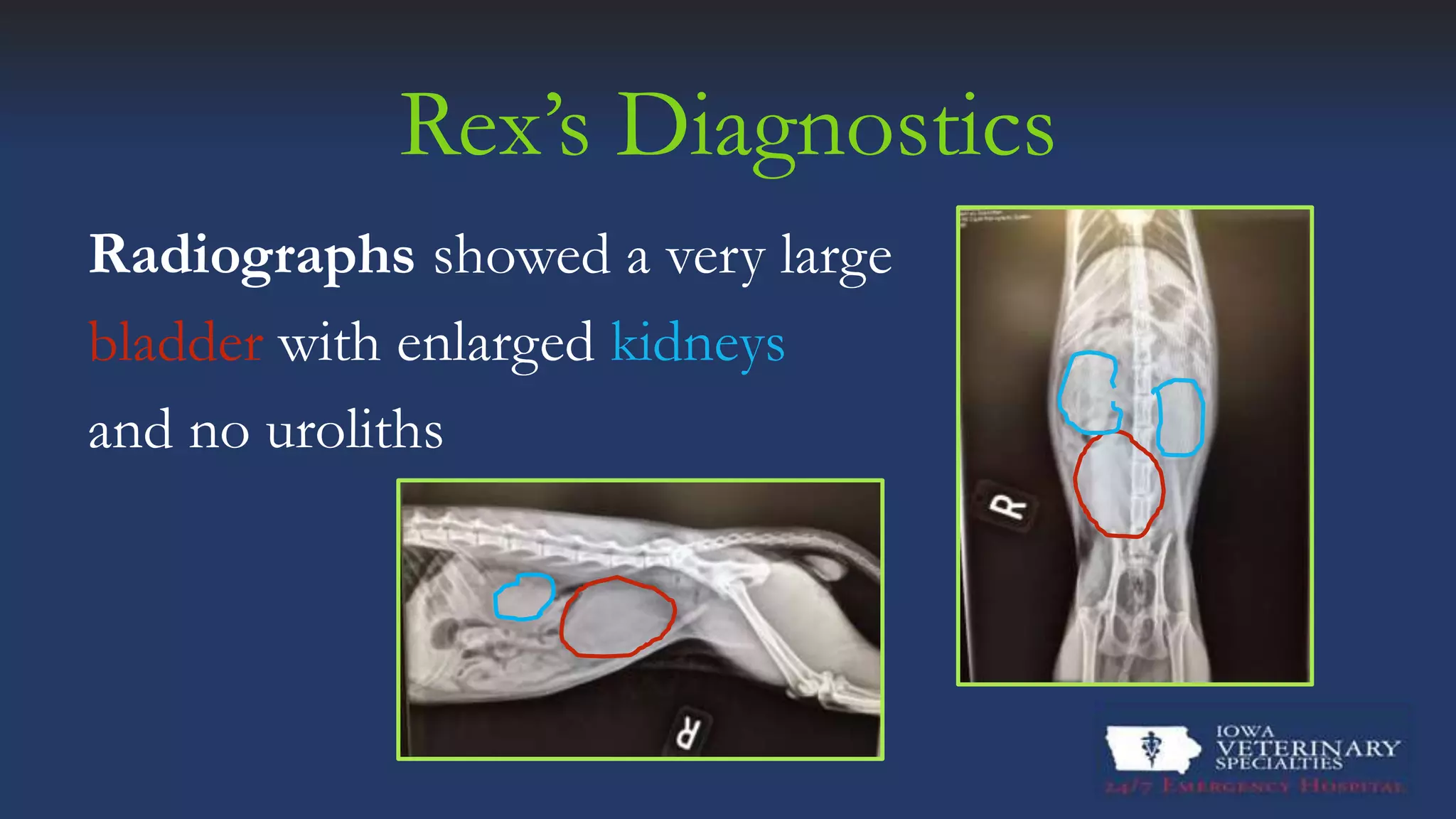 Feline Urethral Obstruction | PPTX